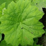 Astilboides tabularis - Tafelblad - Online kopen- Kwekerij Pieters Planten