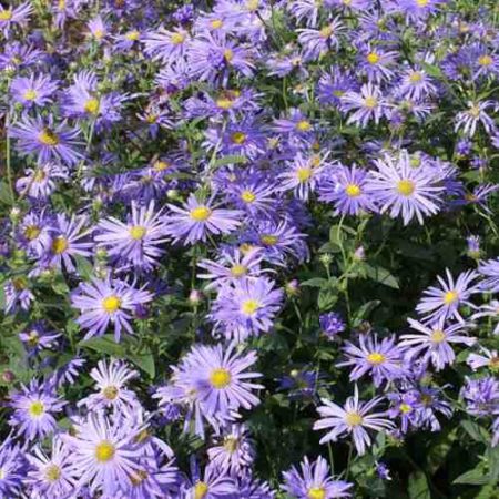 Aster thomsonii - Online kopen- Kwekerij Pieters Planten