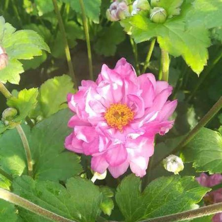 Anemone Ruffled Swan - Herfstanemoon - Online kopen - Kwekerij Pieters ...